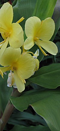 Crûg Farm Nursery - Herbaceous and tuberous 2016